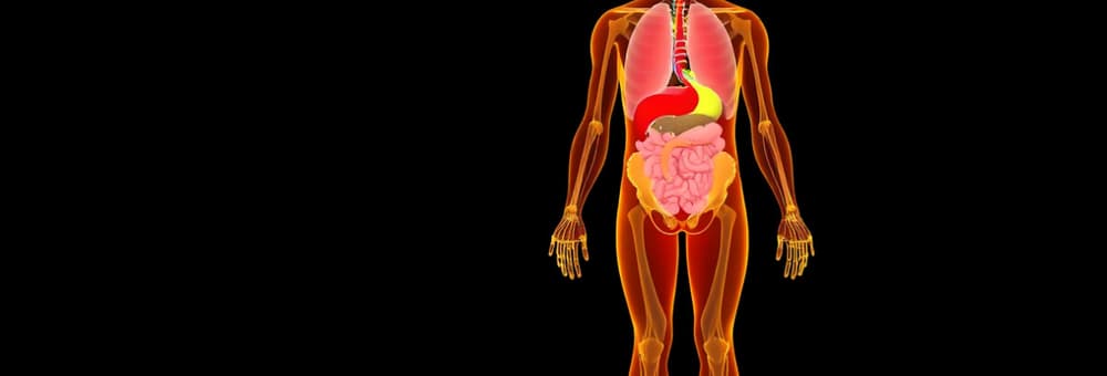 Introduction to Body Systems