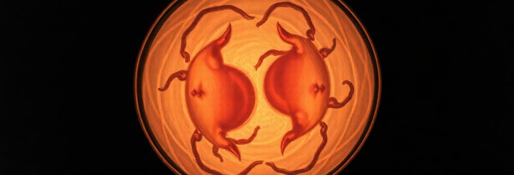 Mitosis and Cell Division Quiz