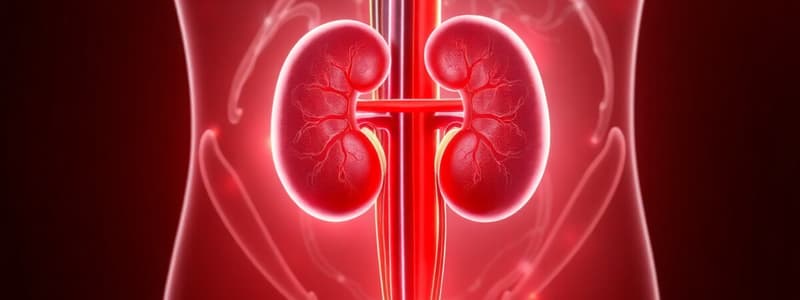 Urinary System: Anatomy, Function, and Homeostasis