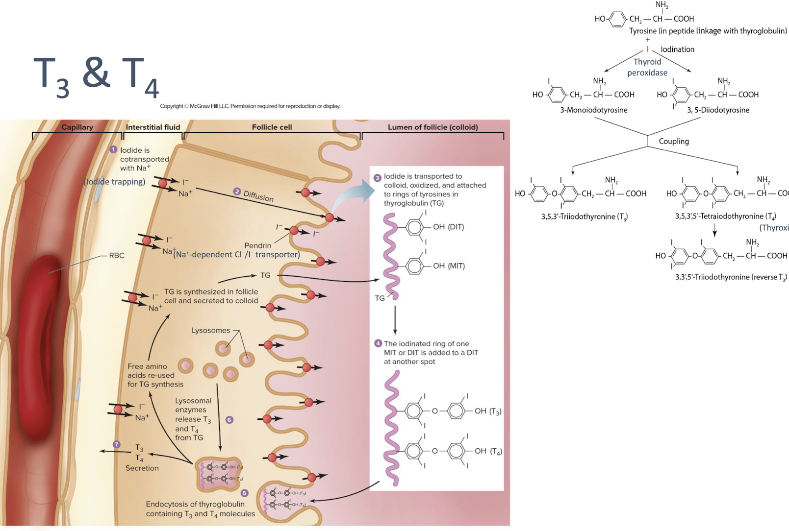 Explain the structure and process of T3 and T4 synthesis in the thyroid gland.